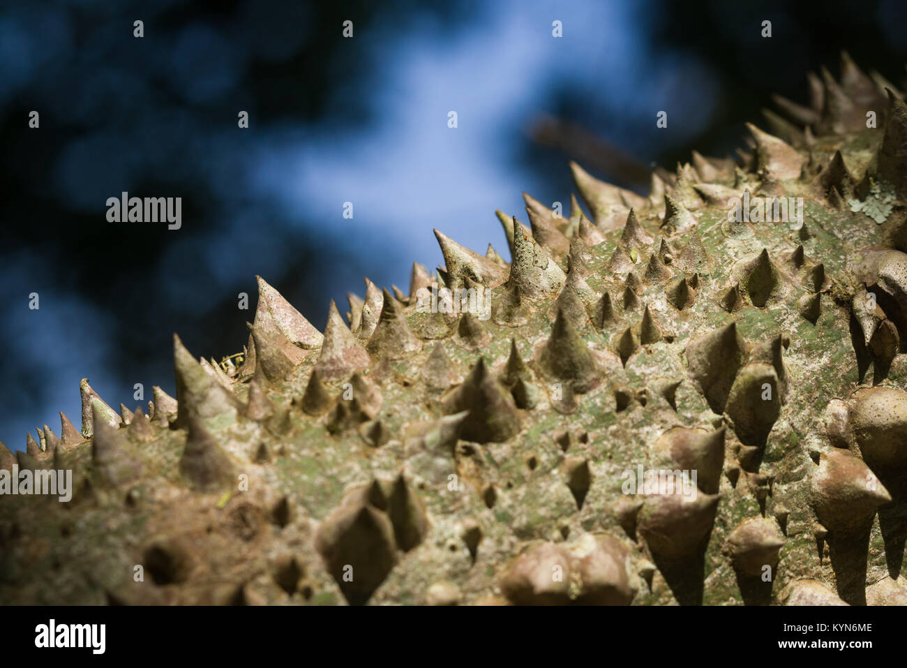 Detail of the Ceiba chodatii or floss silk tree showing woody conical ...