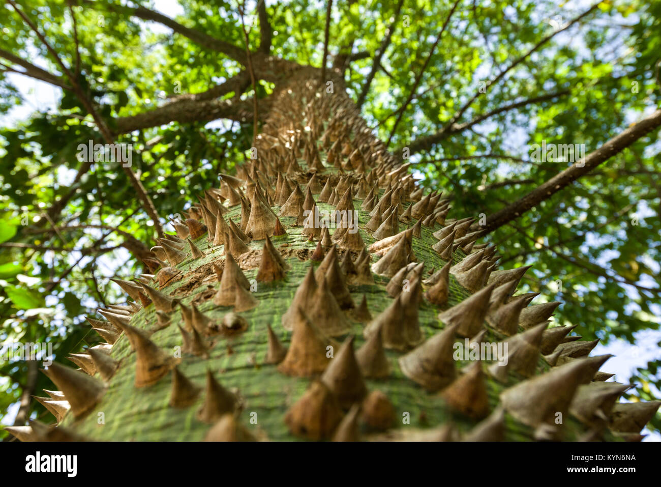 Detail of the Ceiba chodatii or floss silk tree showing woody conical ...