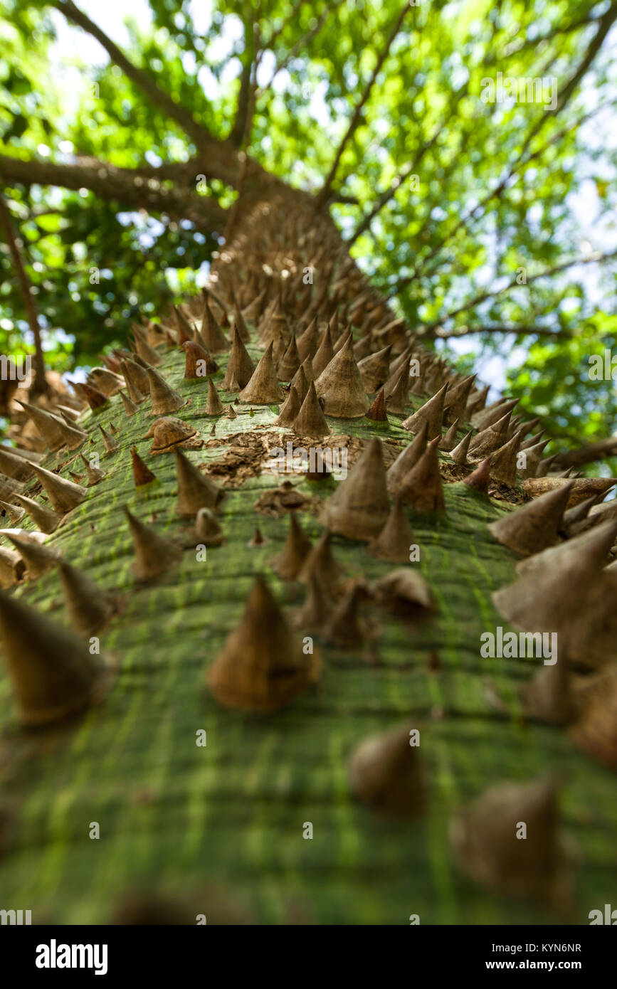 Detail of the Ceiba chodatii or floss silk tree showing woody conical ...