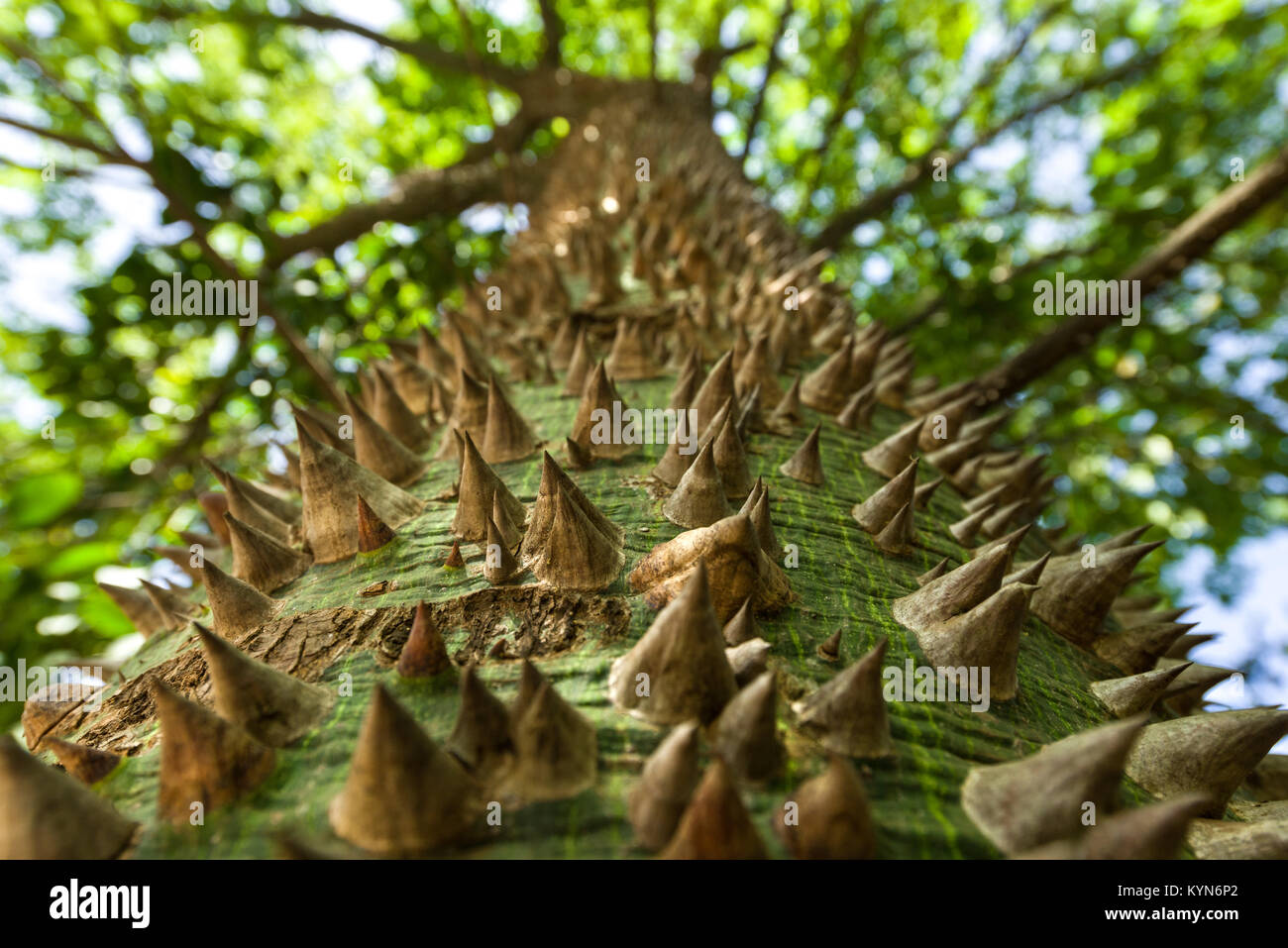 Detail of the Ceiba chodatii or floss silk tree showing woody conical ...