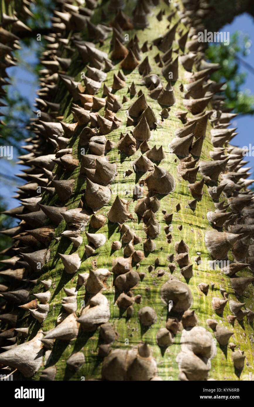 Spiky Tree Trunk High Resolution Stock Photography and Images - Alamy