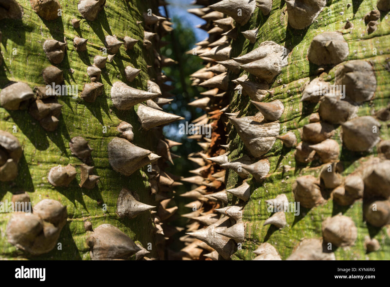 Spiky Tree Trunk Stock Photos & Spiky Tree Trunk Stock Images - Alamy