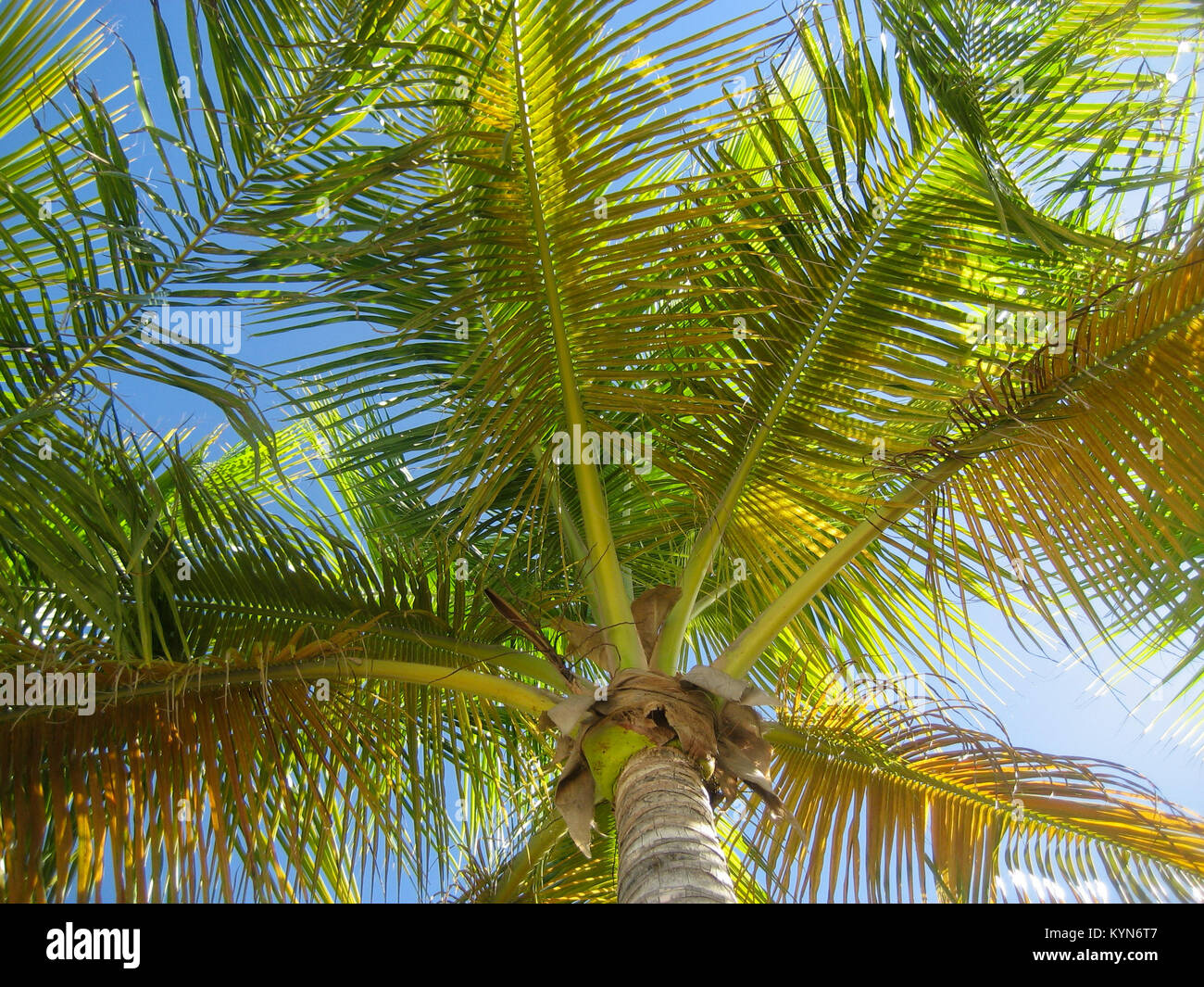 Plan tree hi-res stock photography and images - Alamy