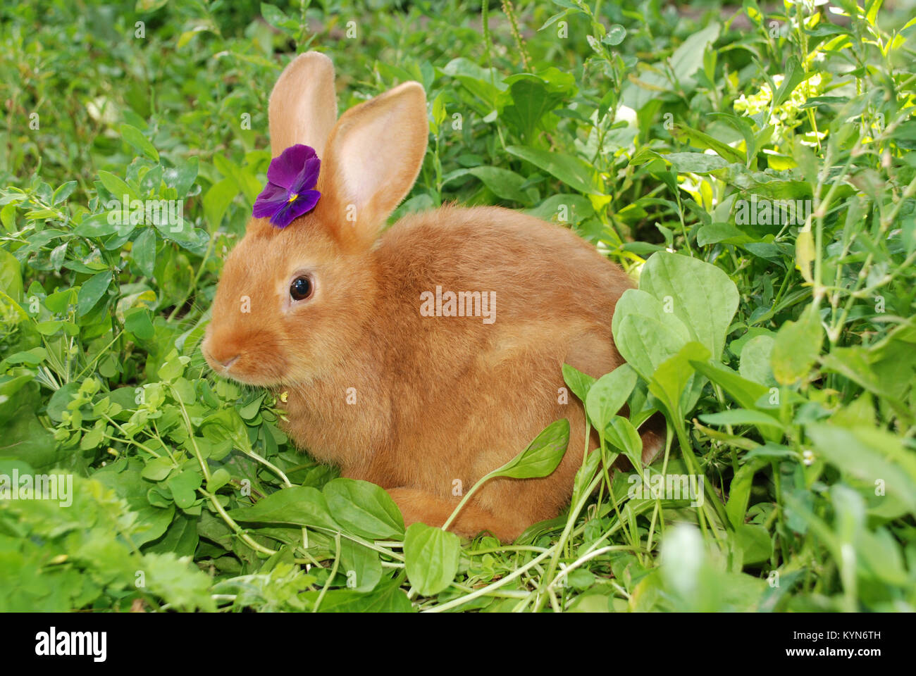 Little orange rabbit Stock Photo - Alamy