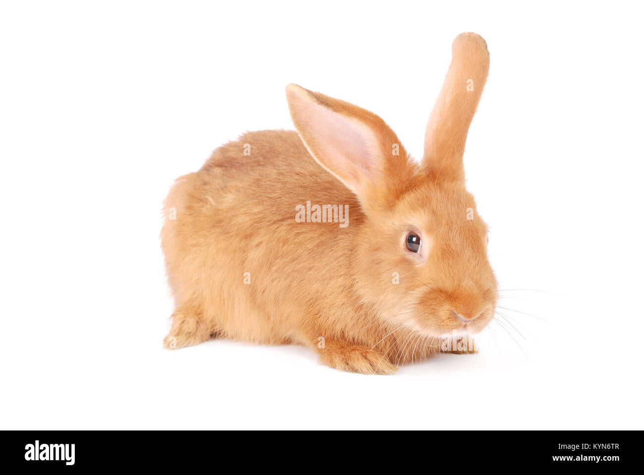 Little orange rabbit isolated on white background Stock Photo - Alamy
