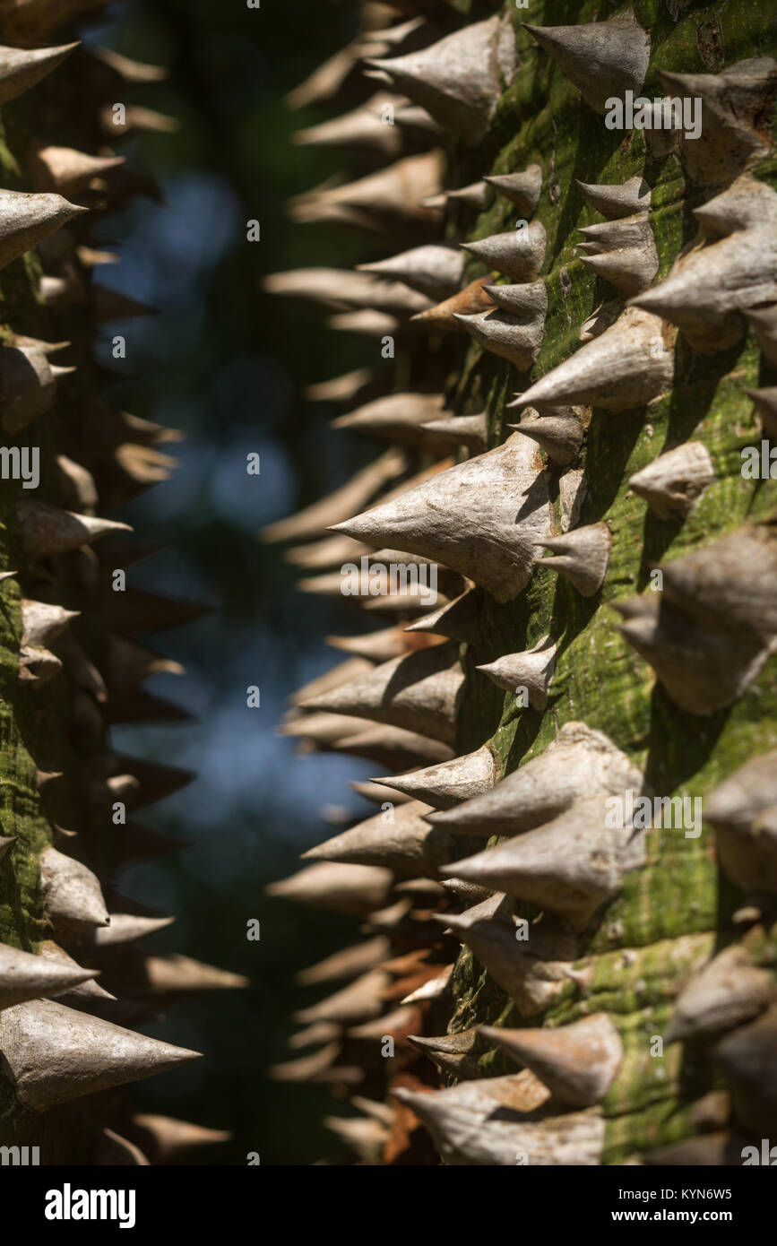 Ceiba chodatii hi-res stock photography and images - Alamy