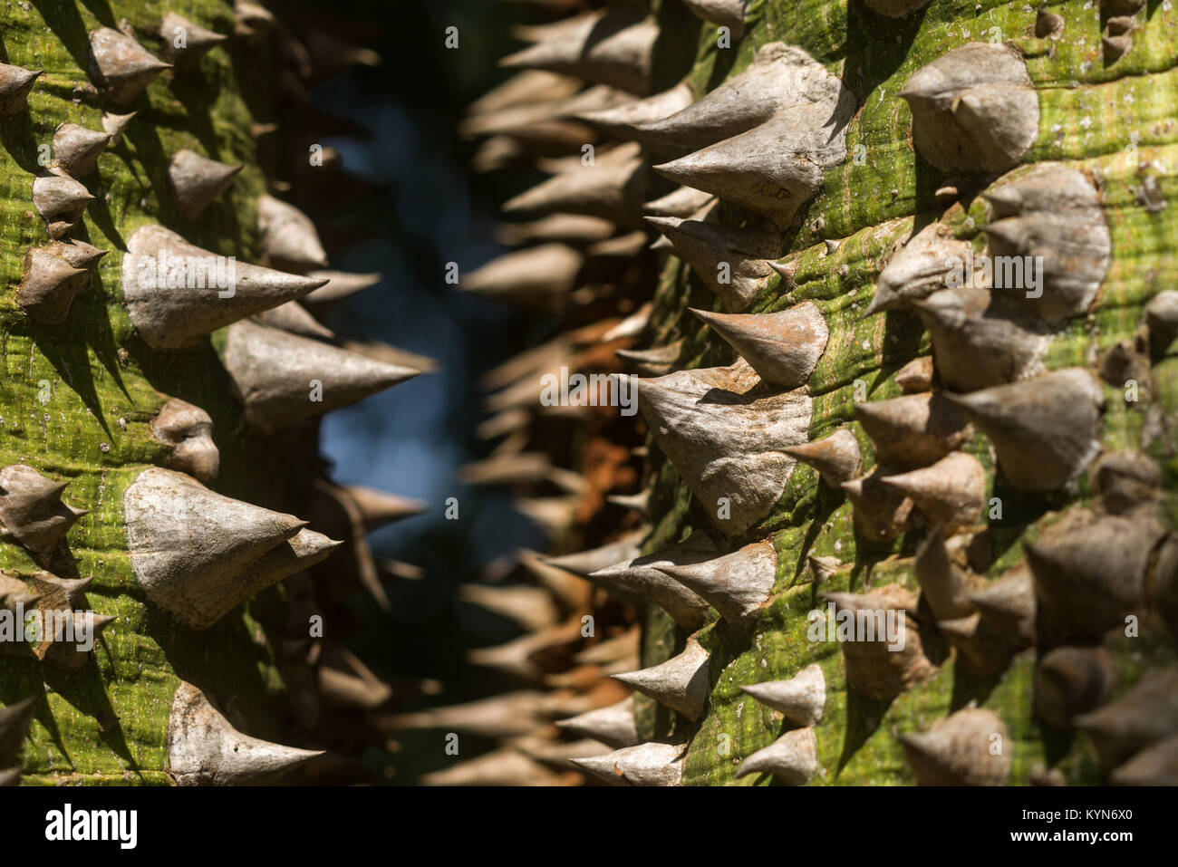 Spiky tree trunk hi-res stock photography and images - Alamy