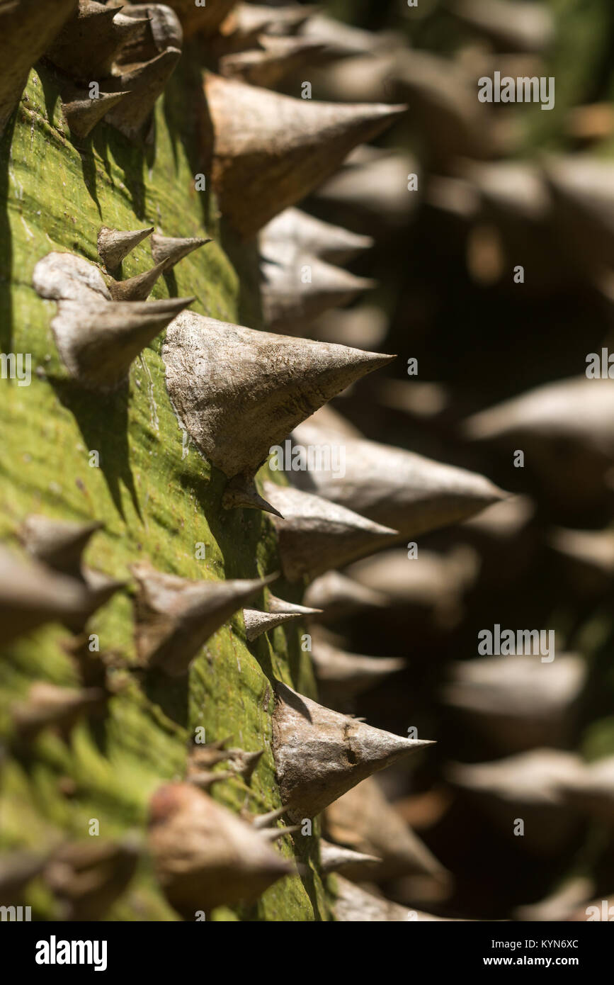 Detail of the Ceiba chodatii or floss silk tree showing woody conical ...