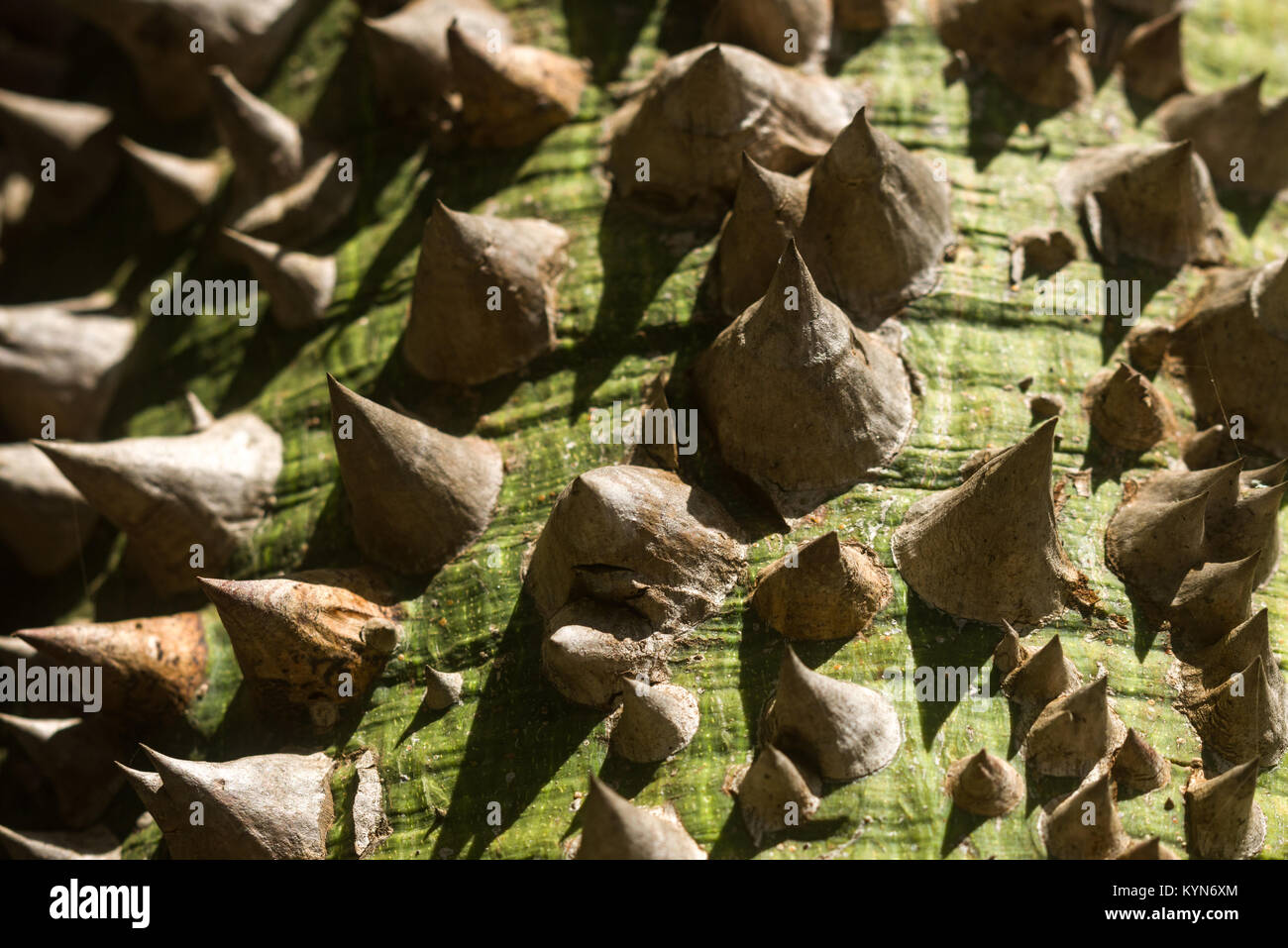 Ceiba chodatii hi-res stock photography and images - Alamy