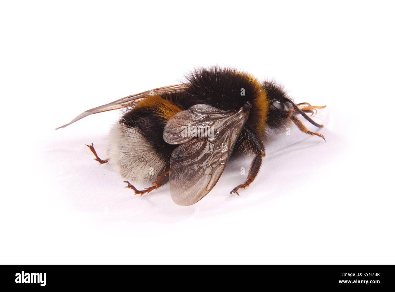 The Bumblebee (Bombus terrestris) turned back isolated on white ...
