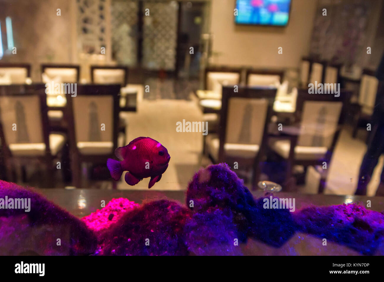Small violet fish in public fishtank Stock Photo - Alamy