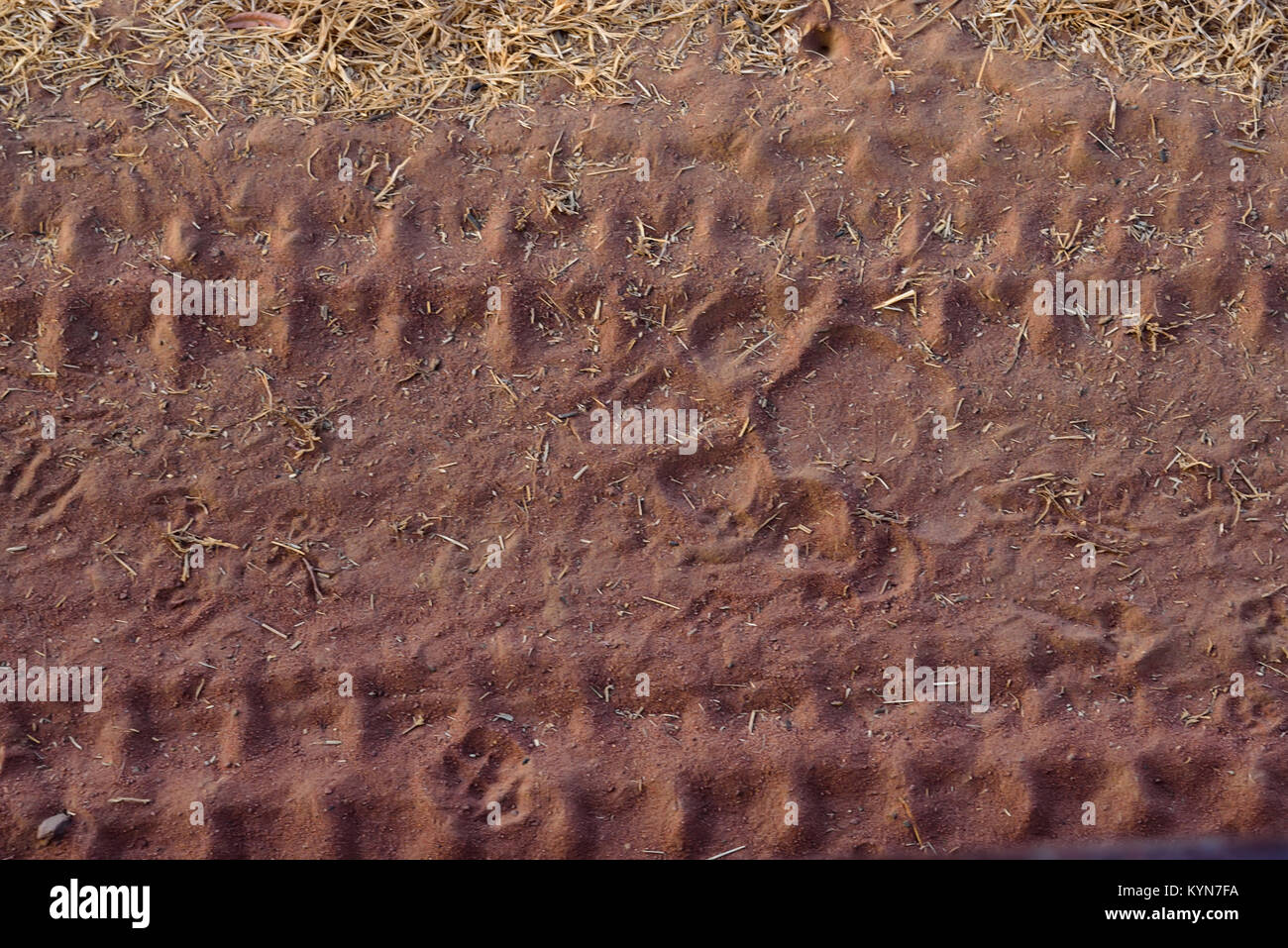 Close up tiger trail on road in national park Stock Photo - Alamy