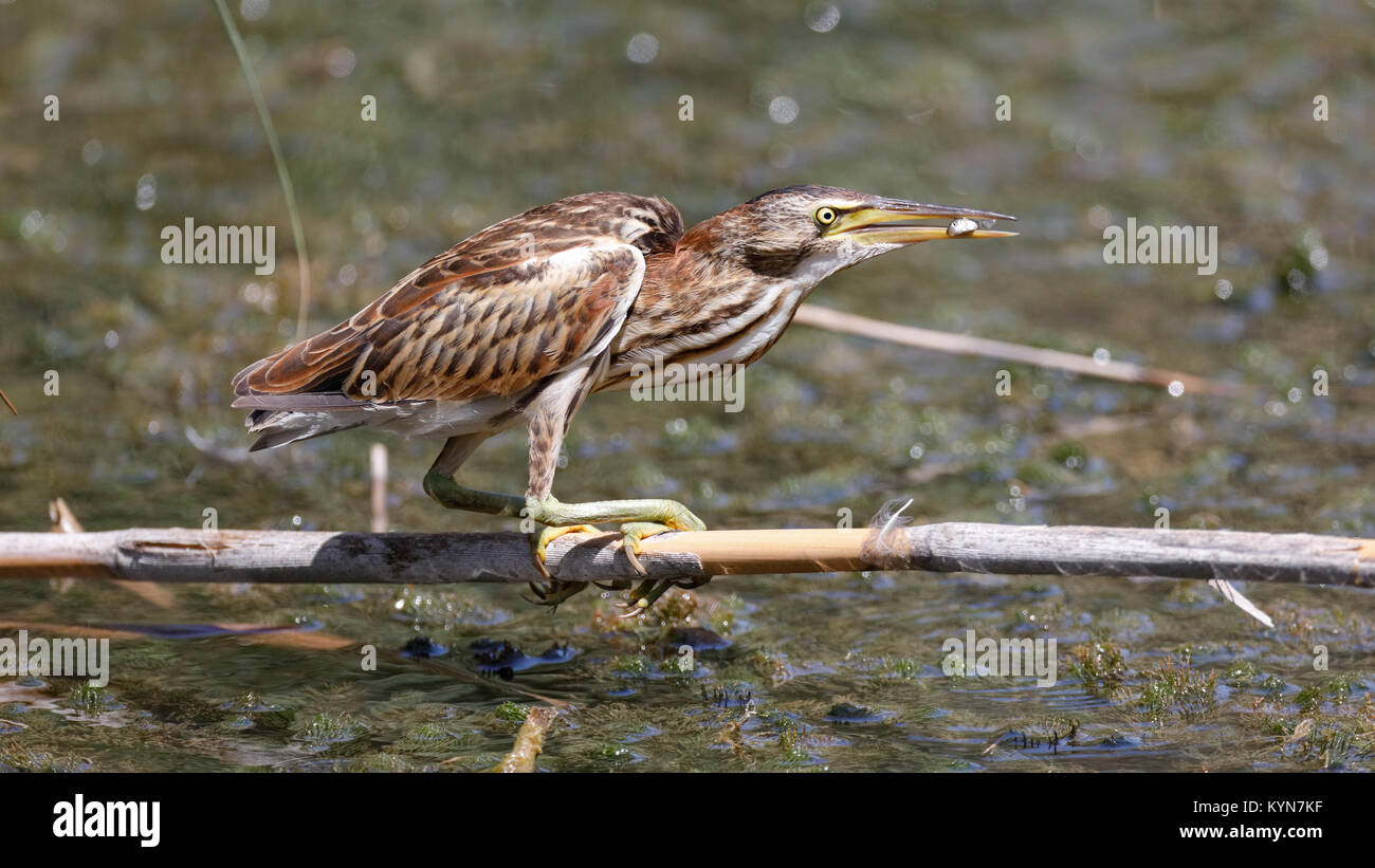 Female Little Bittern High Resolution Stock Photography and Images - Alamy