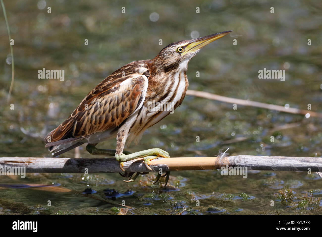 female Little Bittern fishing from reed stem Stock Photo - Alamy