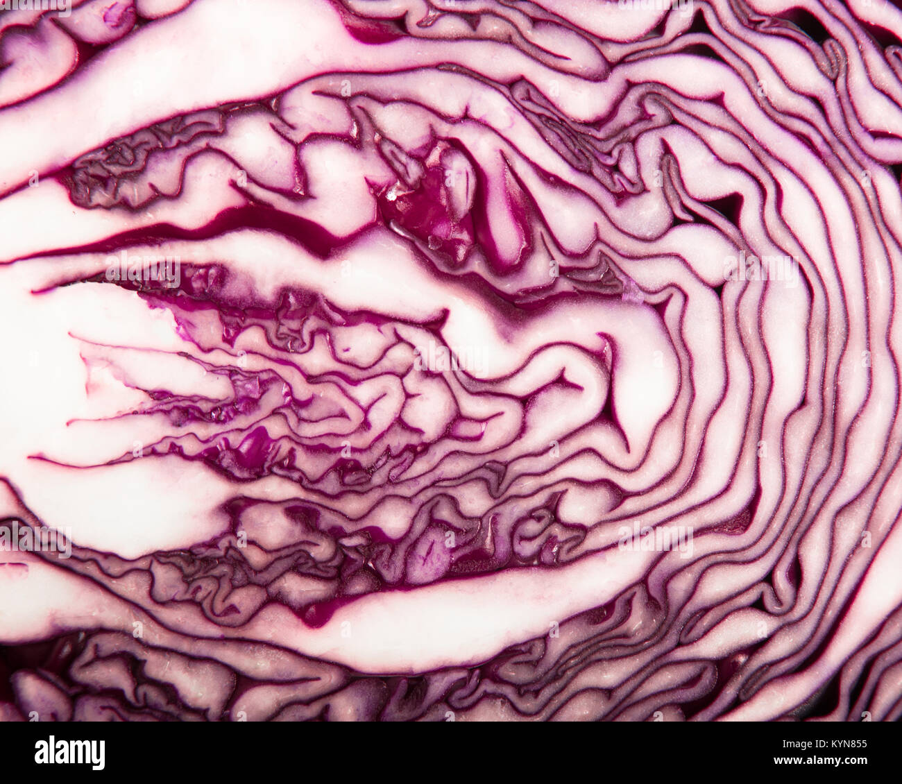 Red Cabbage cross section close-up detail Stock Photo - Alamy
