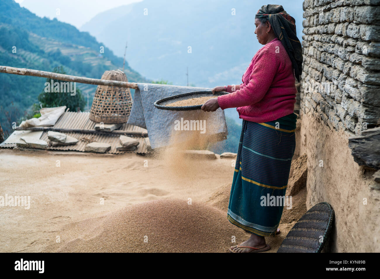 Nepal corn agriculture hi-res stock photography and images - Alamy