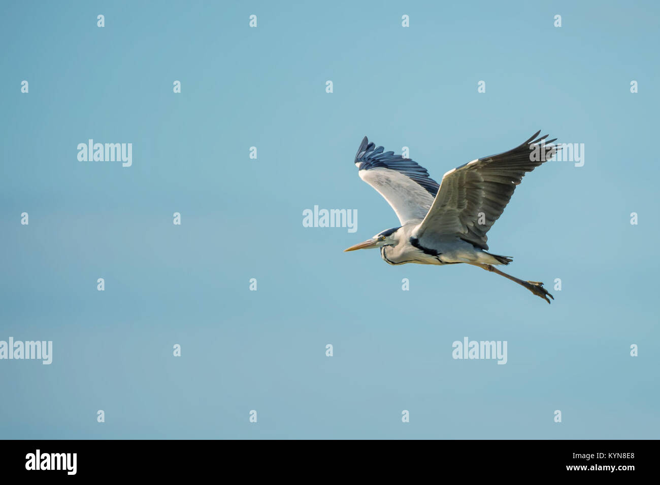 Grey heron flying Stock Photo - Alamy