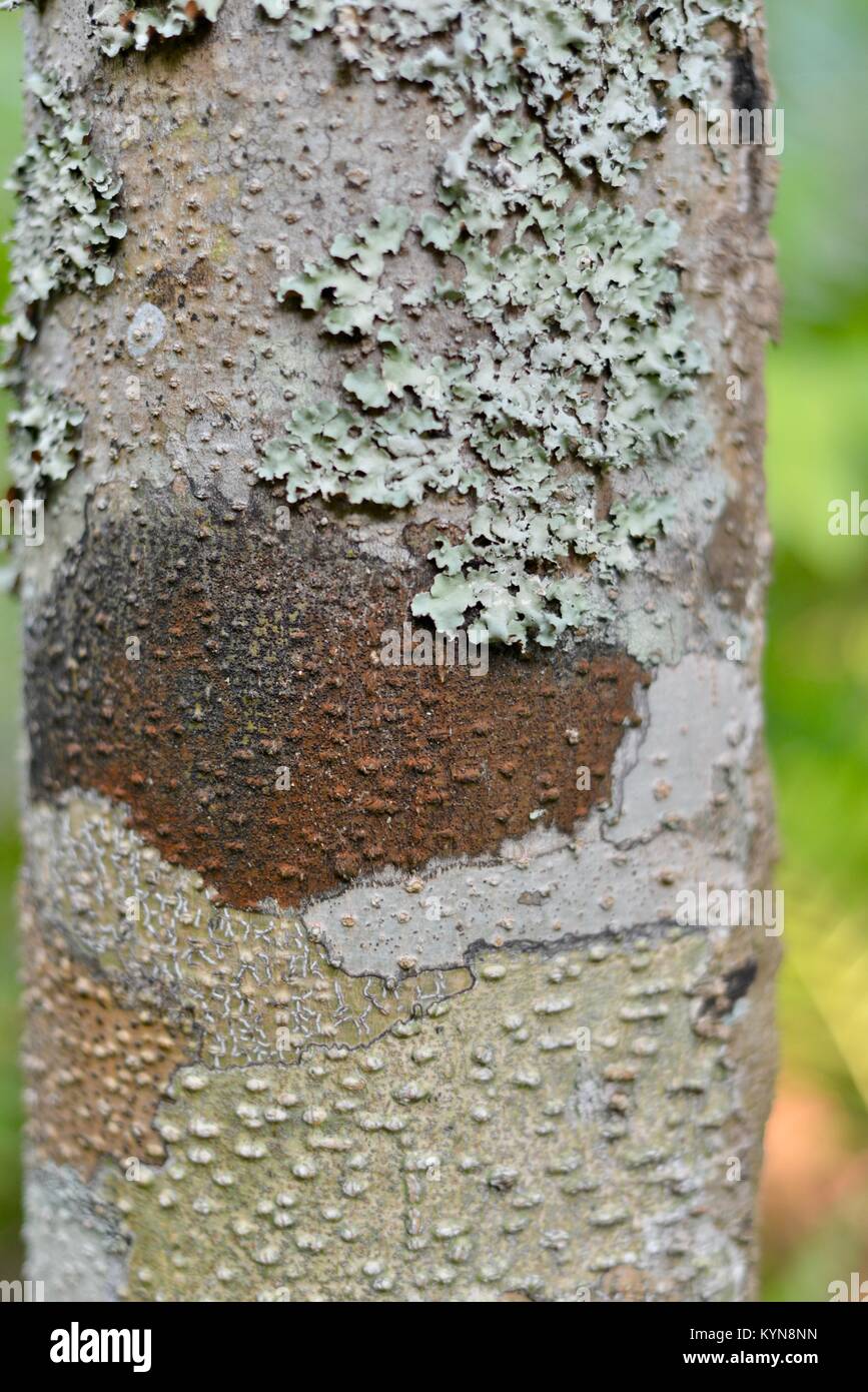 Lichens growing on a tree in a tropical rainforest, Finch Hatton Gorge ...