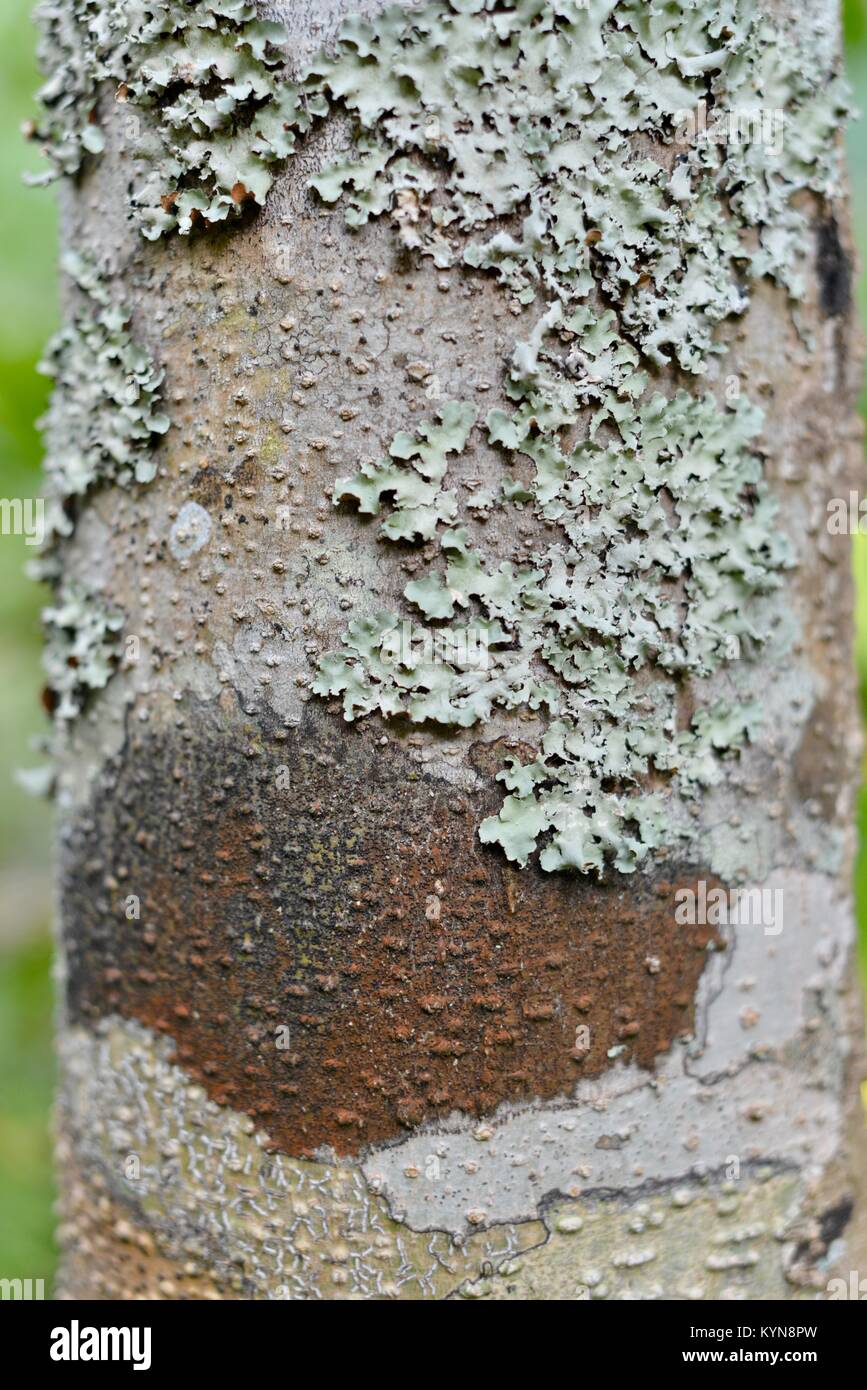 Lichens growing on a tree in a tropical rainforest, Finch Hatton Gorge ...