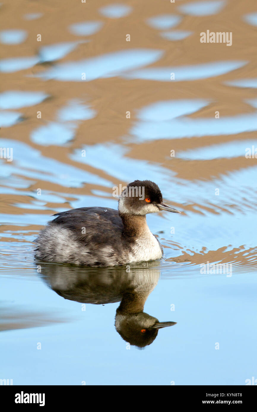 Black necked grebe in winter plumage hi-res stock photography and ...