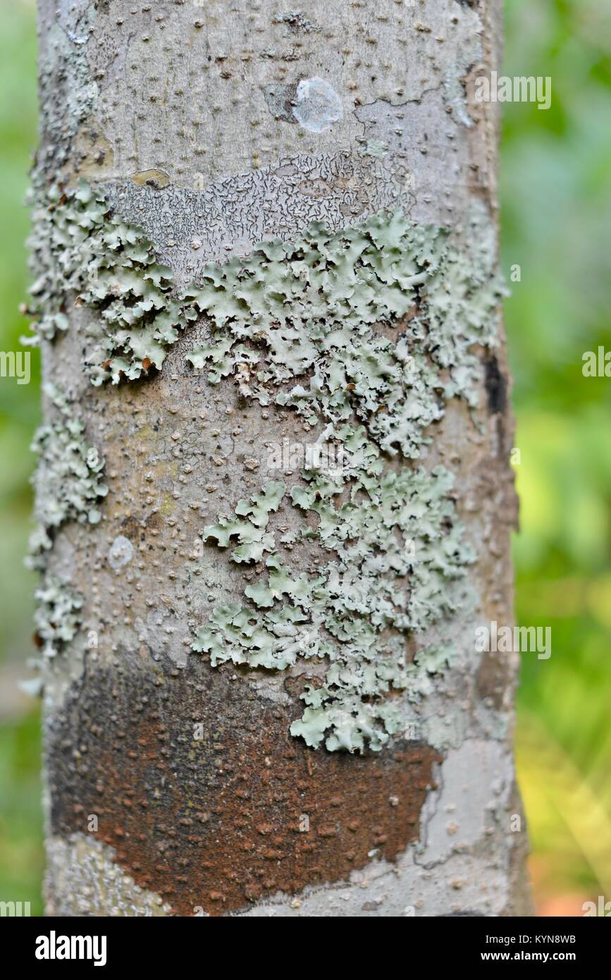 Tropical lichens growing on tree bark hi-res stock photography and ...