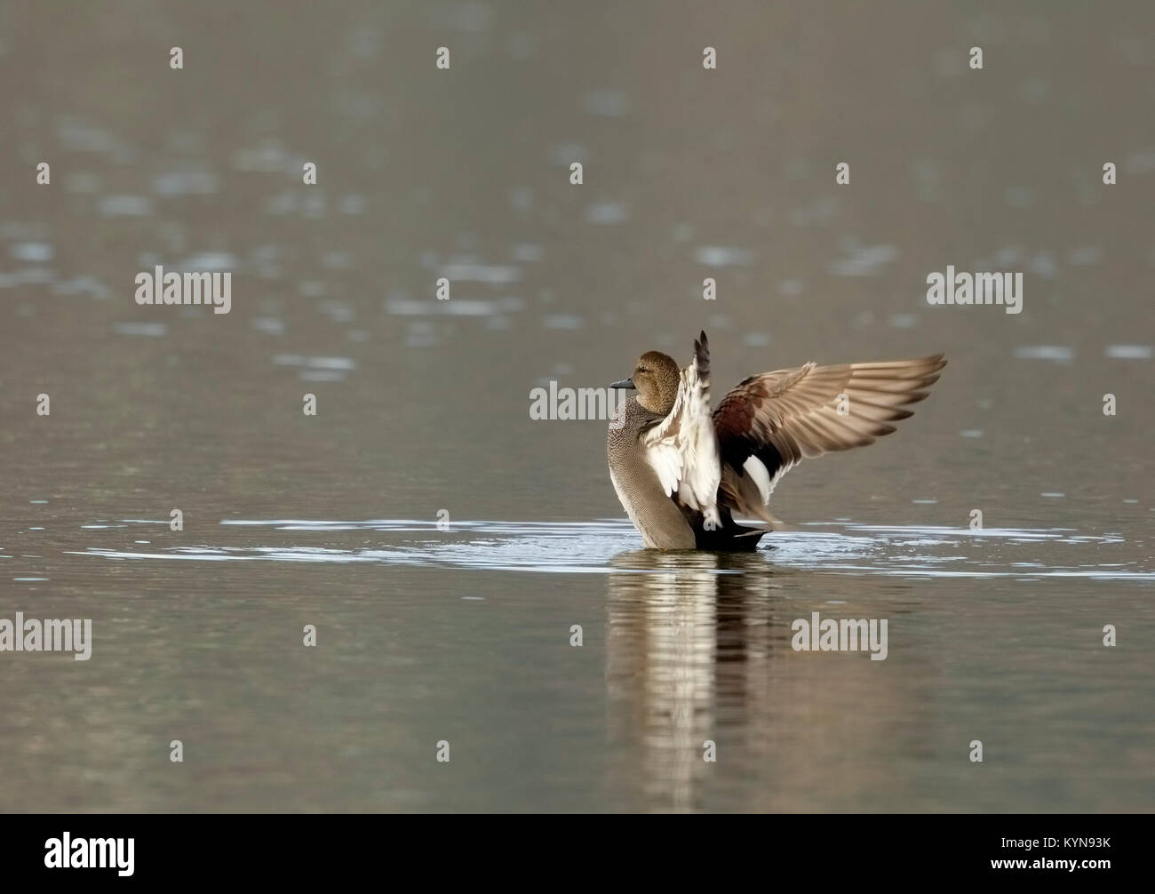 Gadwall drake flapping wings hi-res stock photography and images - Alamy