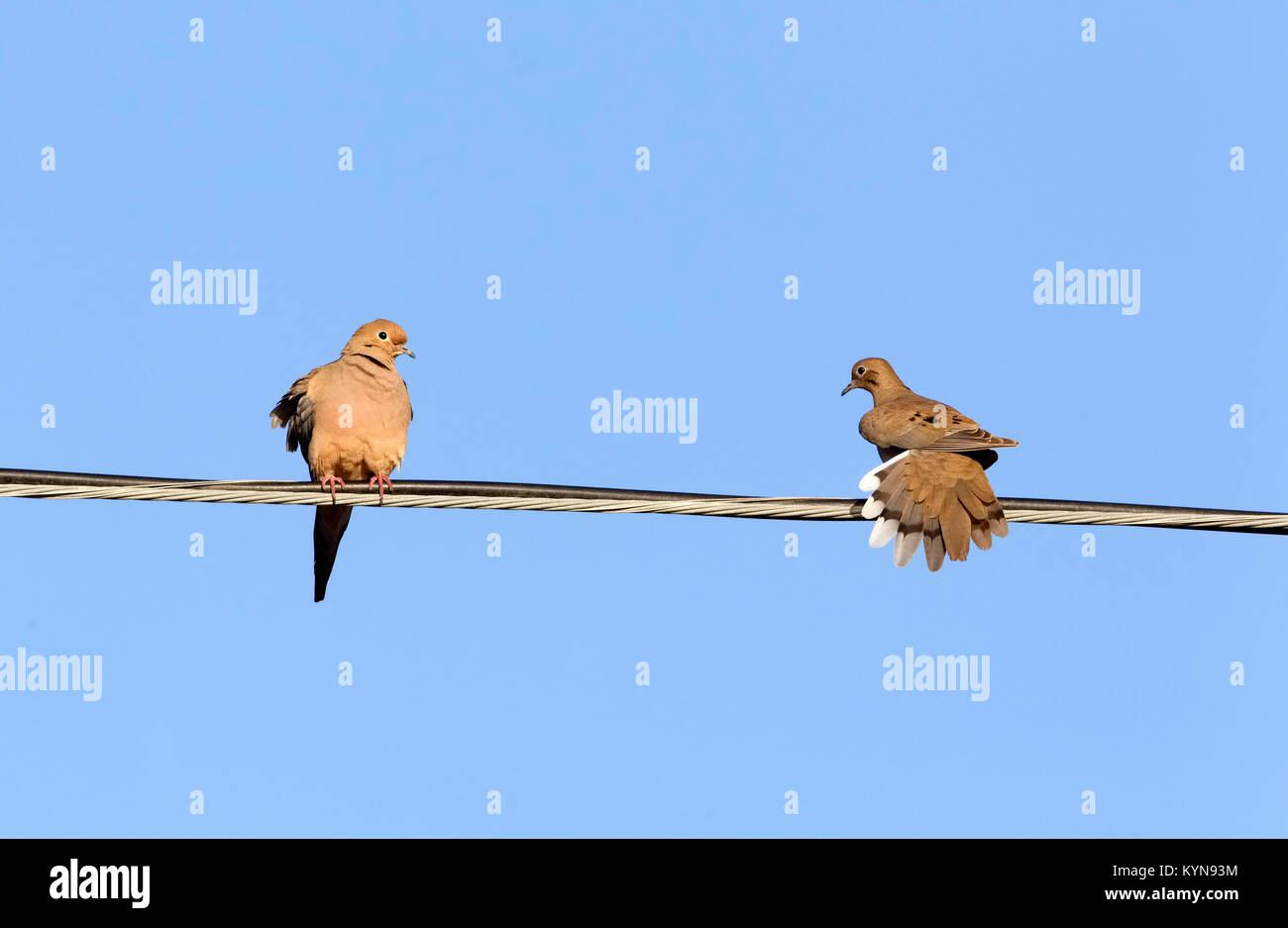 Two mourning doves one facing camera one facing away hi-res stock ...