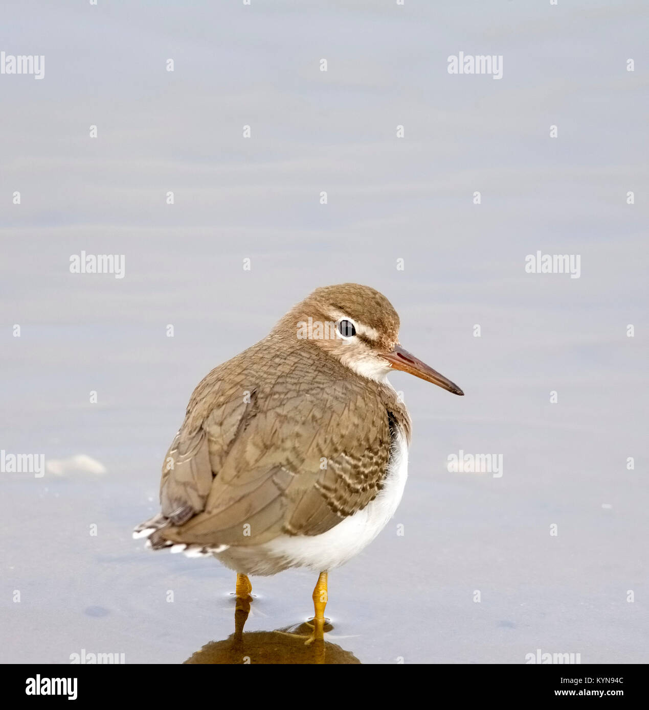 Spotted sandpiper non breeding plumage hi-res stock photography and ...