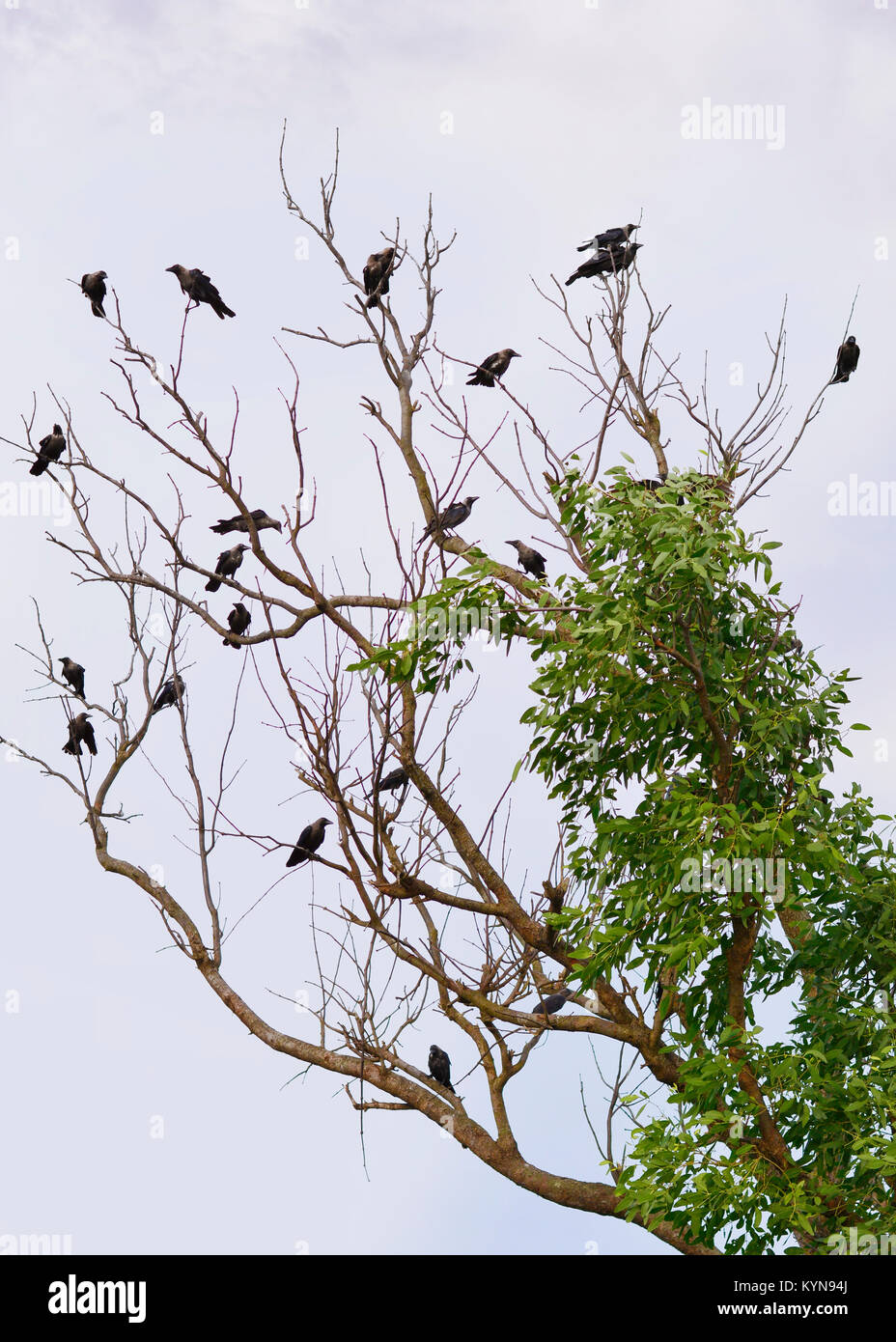 Crow devil hi-res stock photography and images - Alamy