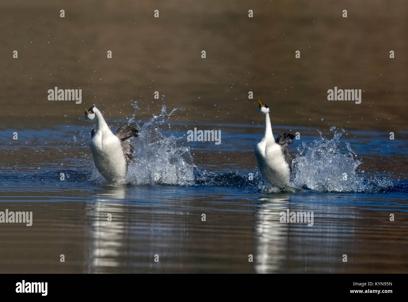 Western Grebes Rushing Stock Photo - Alamy
