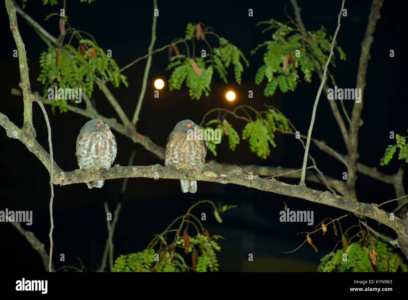 owl at night Stock Photo - Alamy
