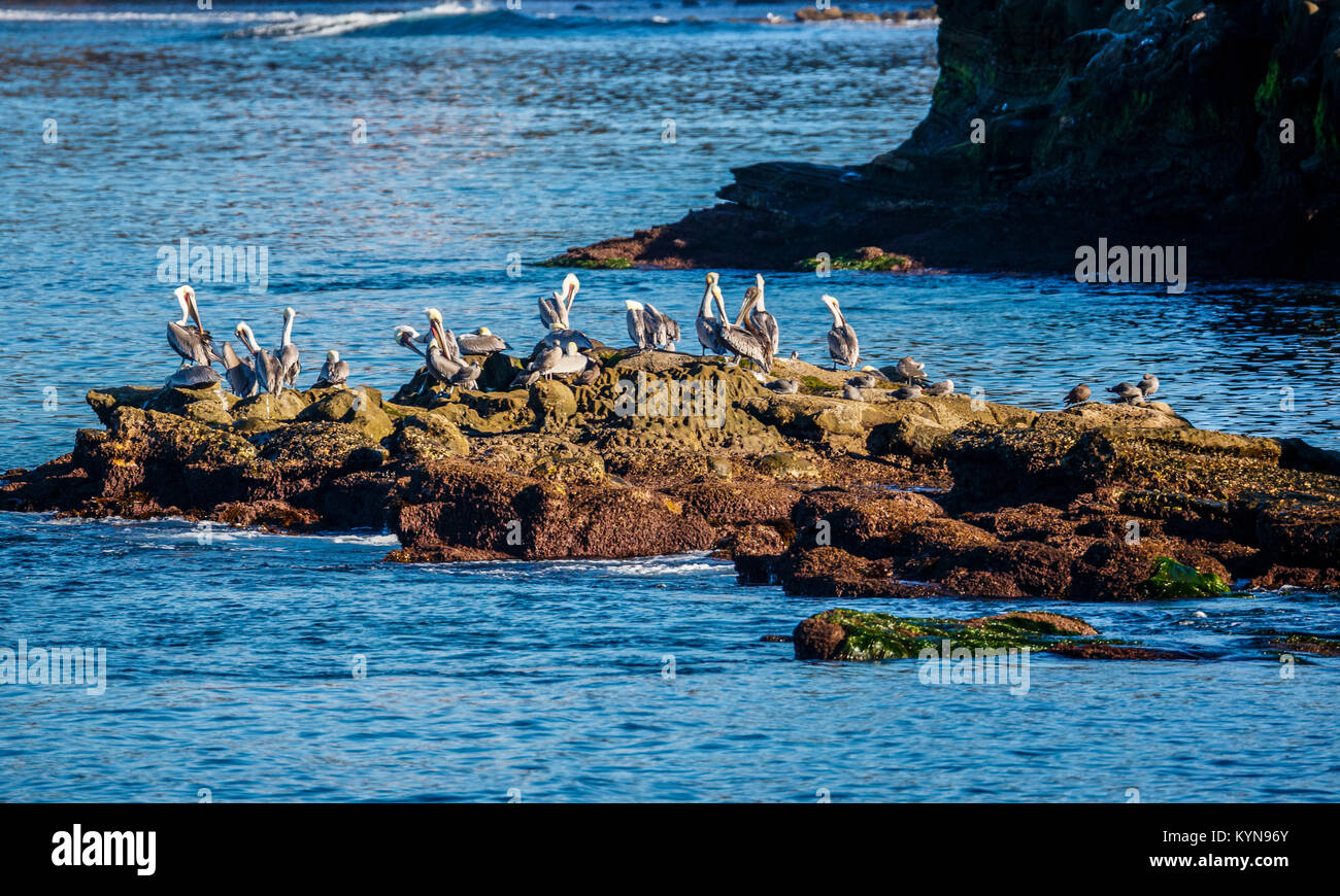 la jolla brown pelican roosting on rocks Stock Photo - Alamy