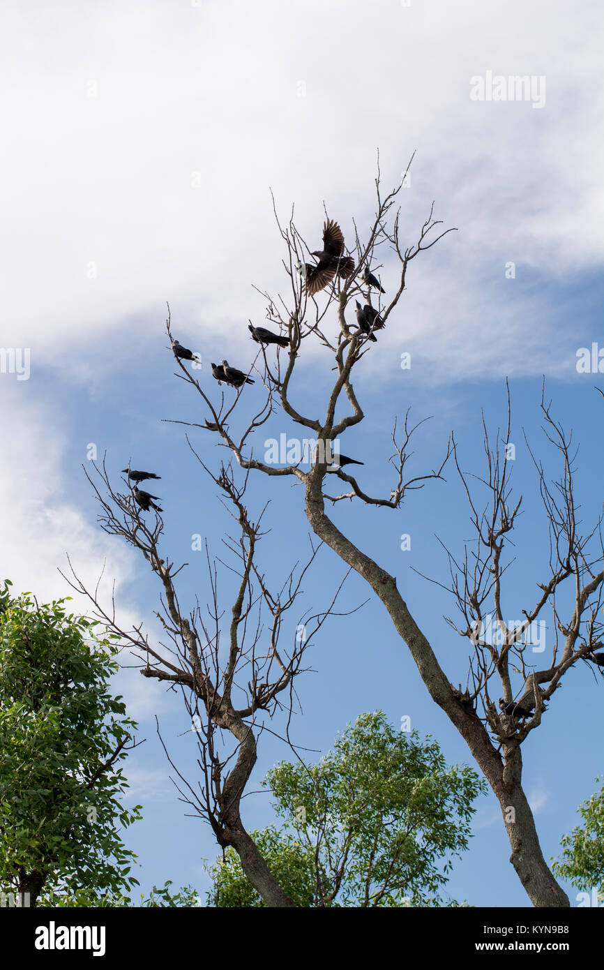 Crow devil hi-res stock photography and images - Alamy