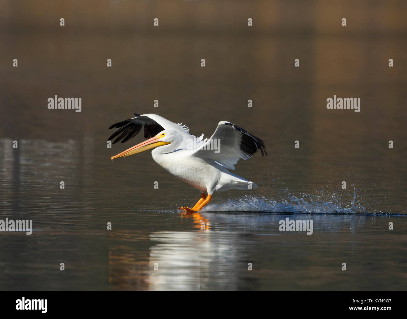 American White Pelican Stock Photo - Alamy