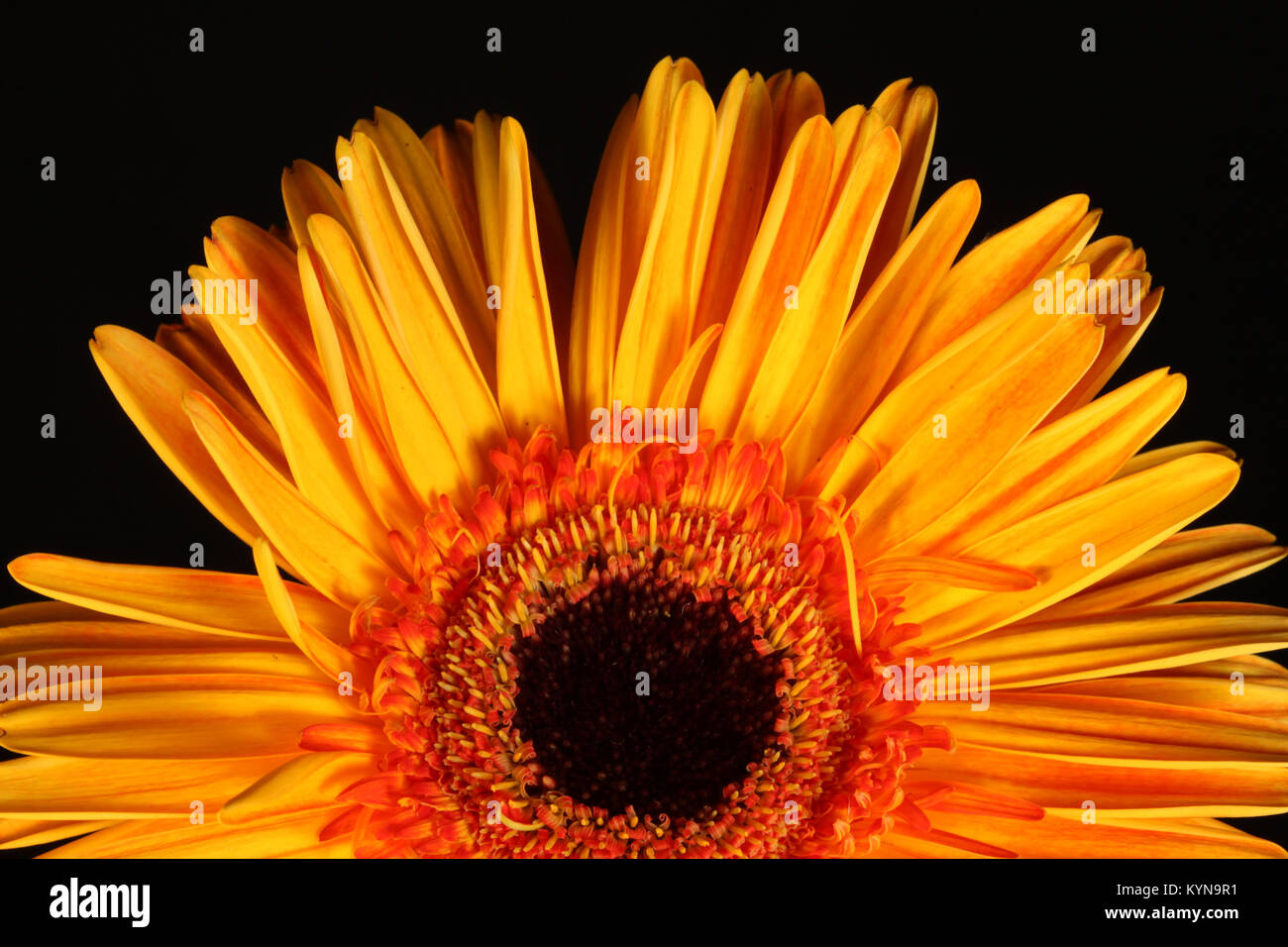 Sunflower half flower hi-res stock photography and images - Alamy