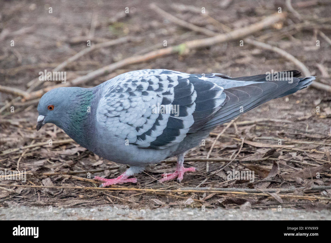 A Feral pigeon looking after food on the ground. Also known as city ...