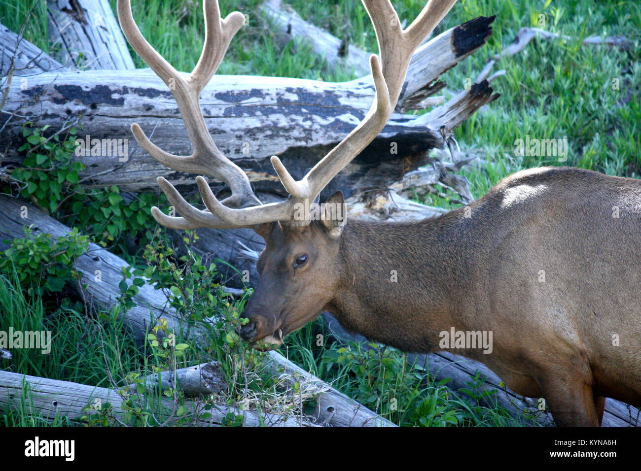 Elk eating Yellowstone Stock Photo - Alamy