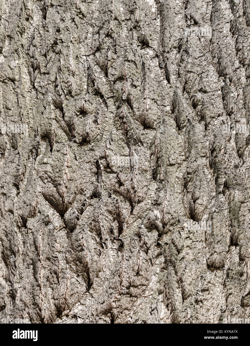Seamless tree bark background. Brown tileable texture of the old tree ...