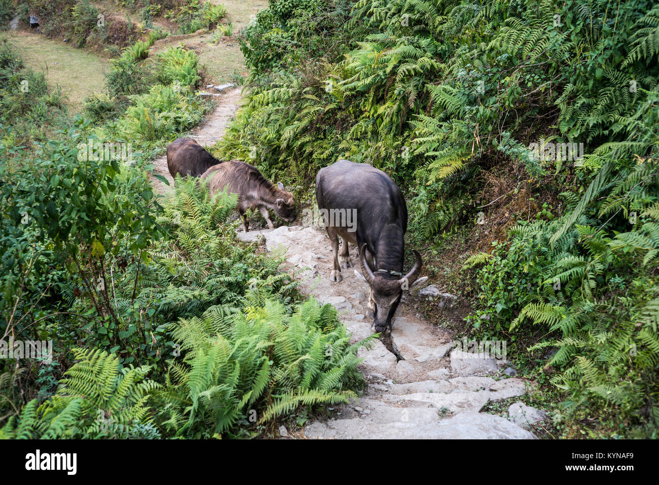 Cattle in the village, Annapurna base camp trek, Nepal Stock Photo - Alamy