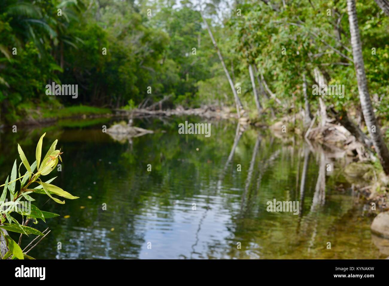 Finch Hatton Gorge, Queensland, Australia Stock Photo - Alamy