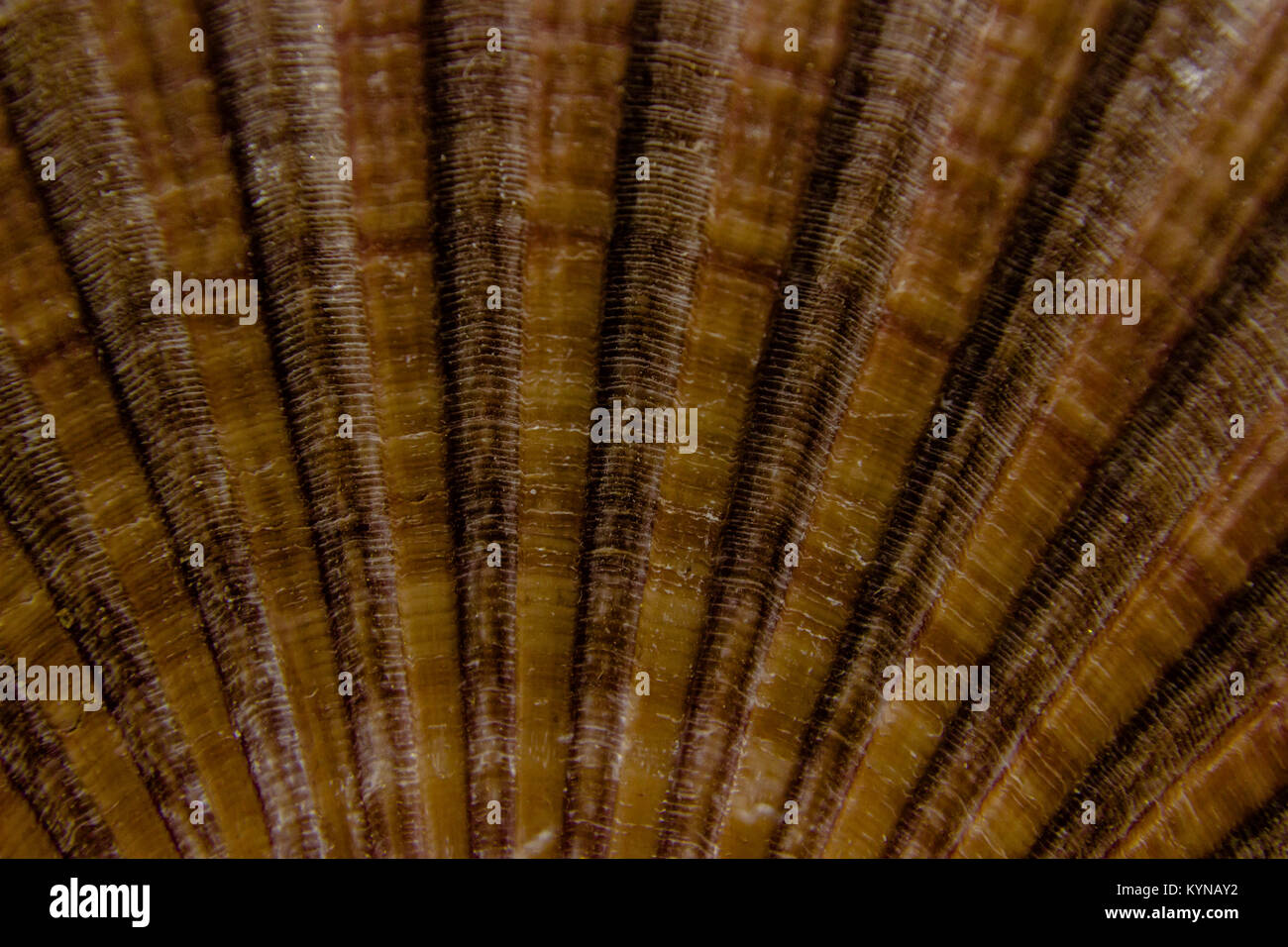Seashell textures hi-res stock photography and images - Alamy