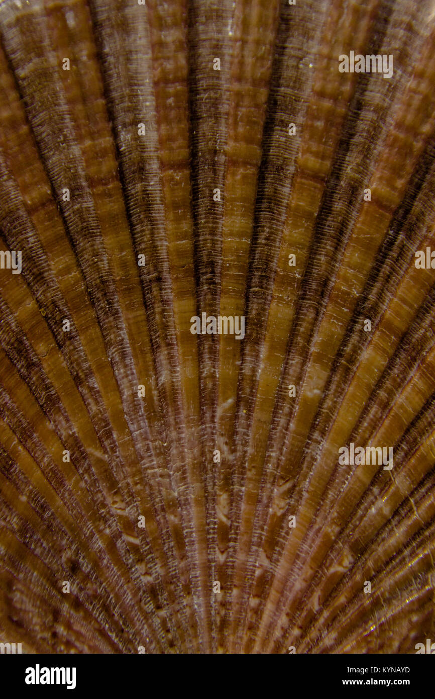 Seashell textures hi-res stock photography and images - Alamy