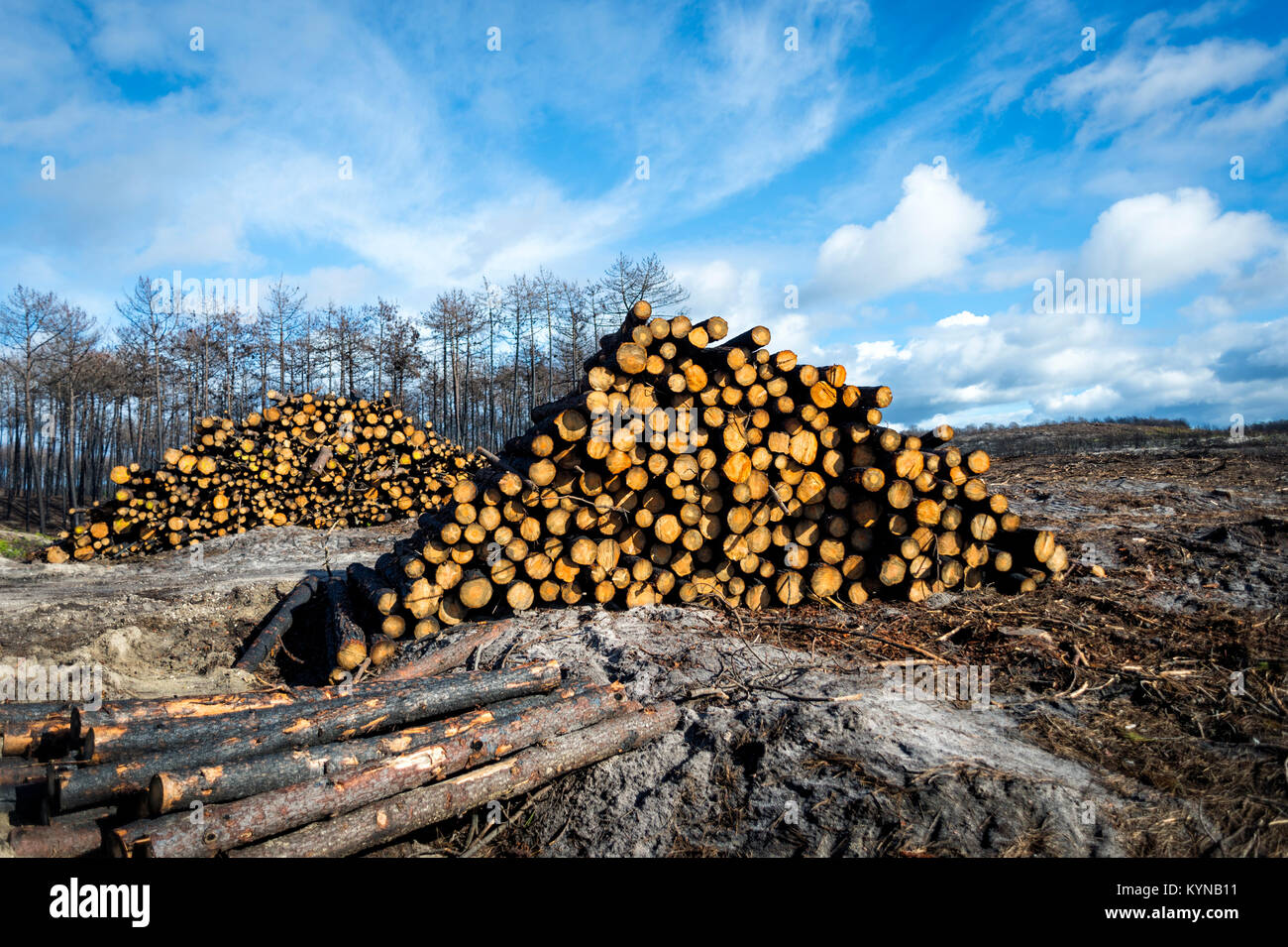 stacks of chopped timber, deforestation Stock Photo - Alamy