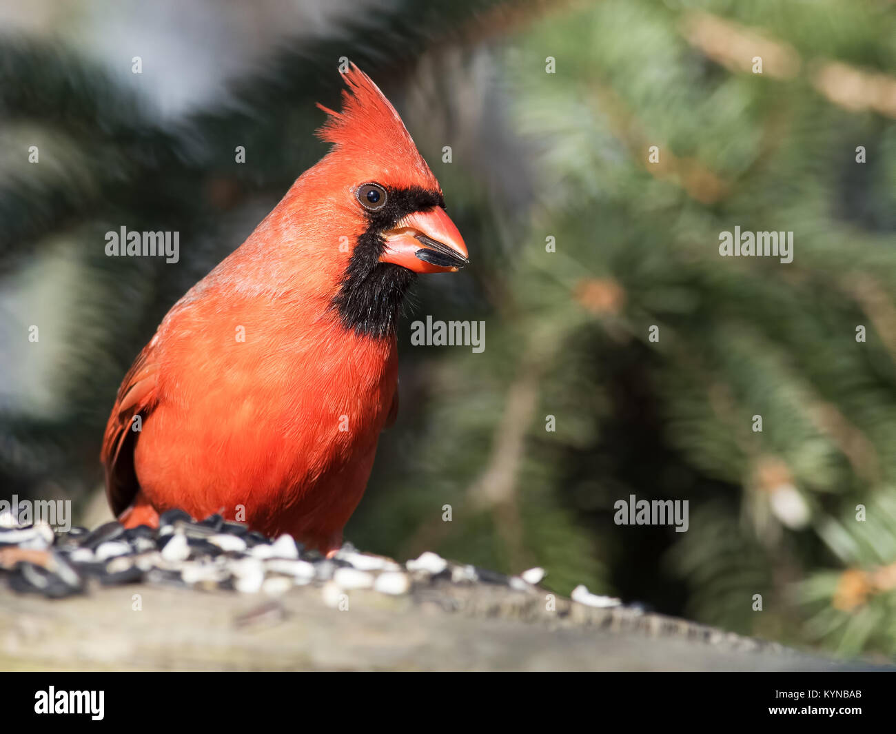 Male Northern Cardinal Stock Photo - Alamy