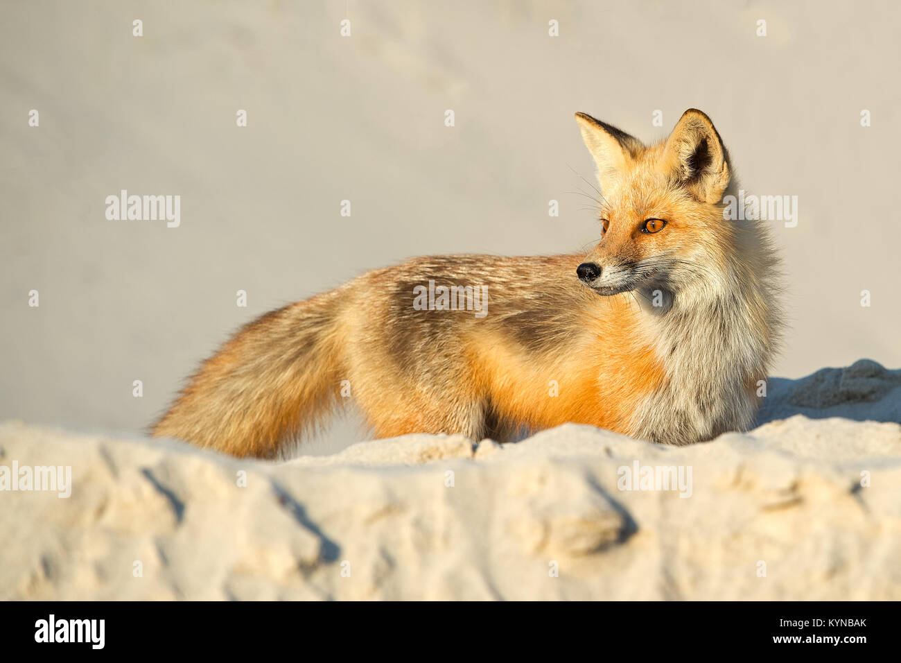 Fox on beach hi-res stock photography and images - Alamy