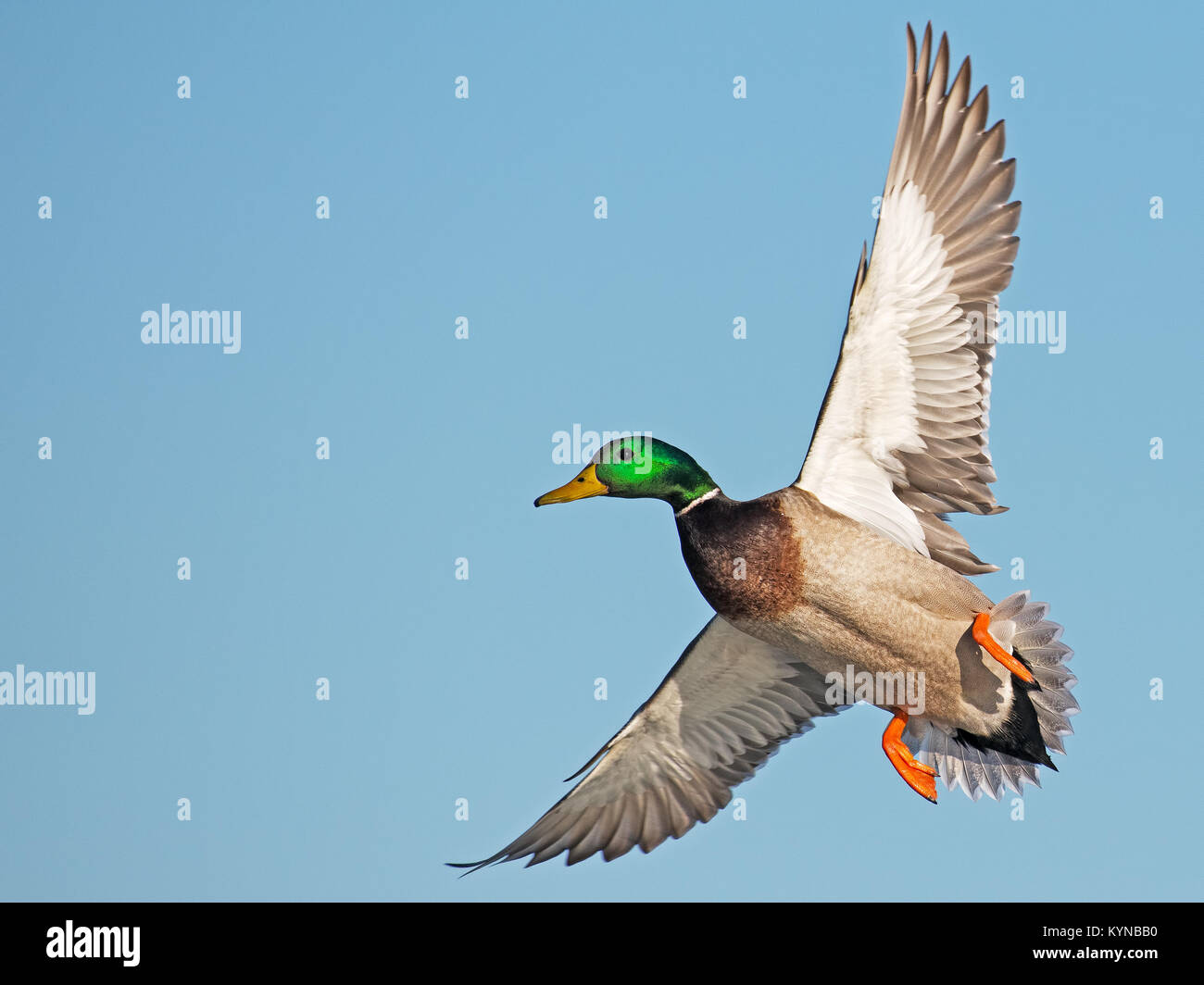 Male Mallard Duck in Flight Stock Photo - Alamy
