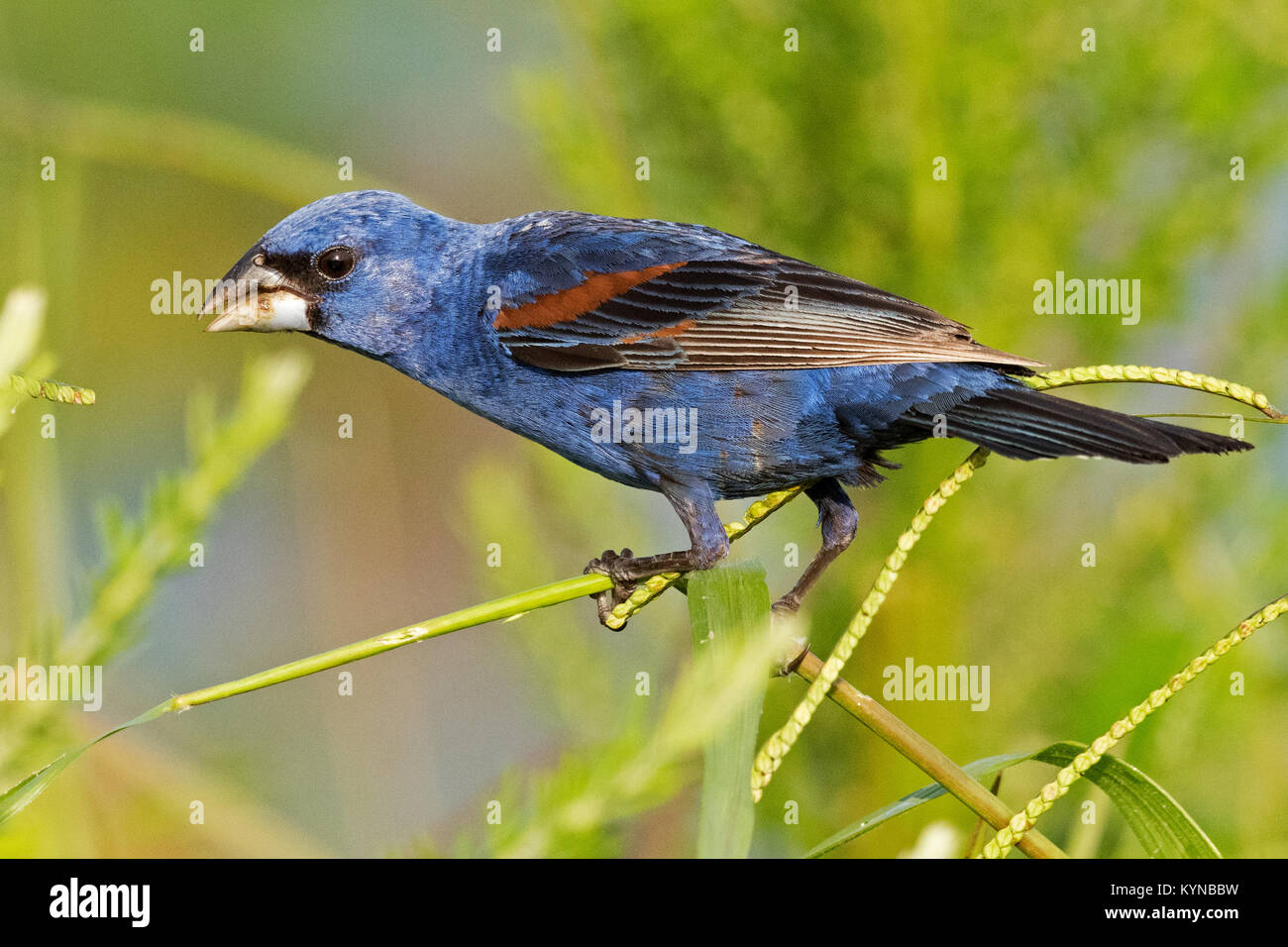 Male Blue Grosbeak Stock Photo - Alamy