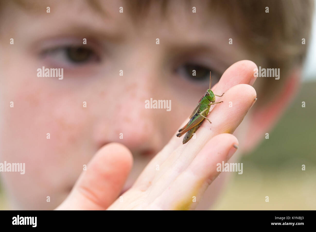 Boy holding Meadow Grasshopper (Chorthippus parallelus Stock Photo - Alamy