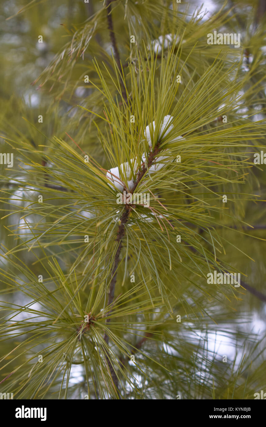 Pine Branch Texture