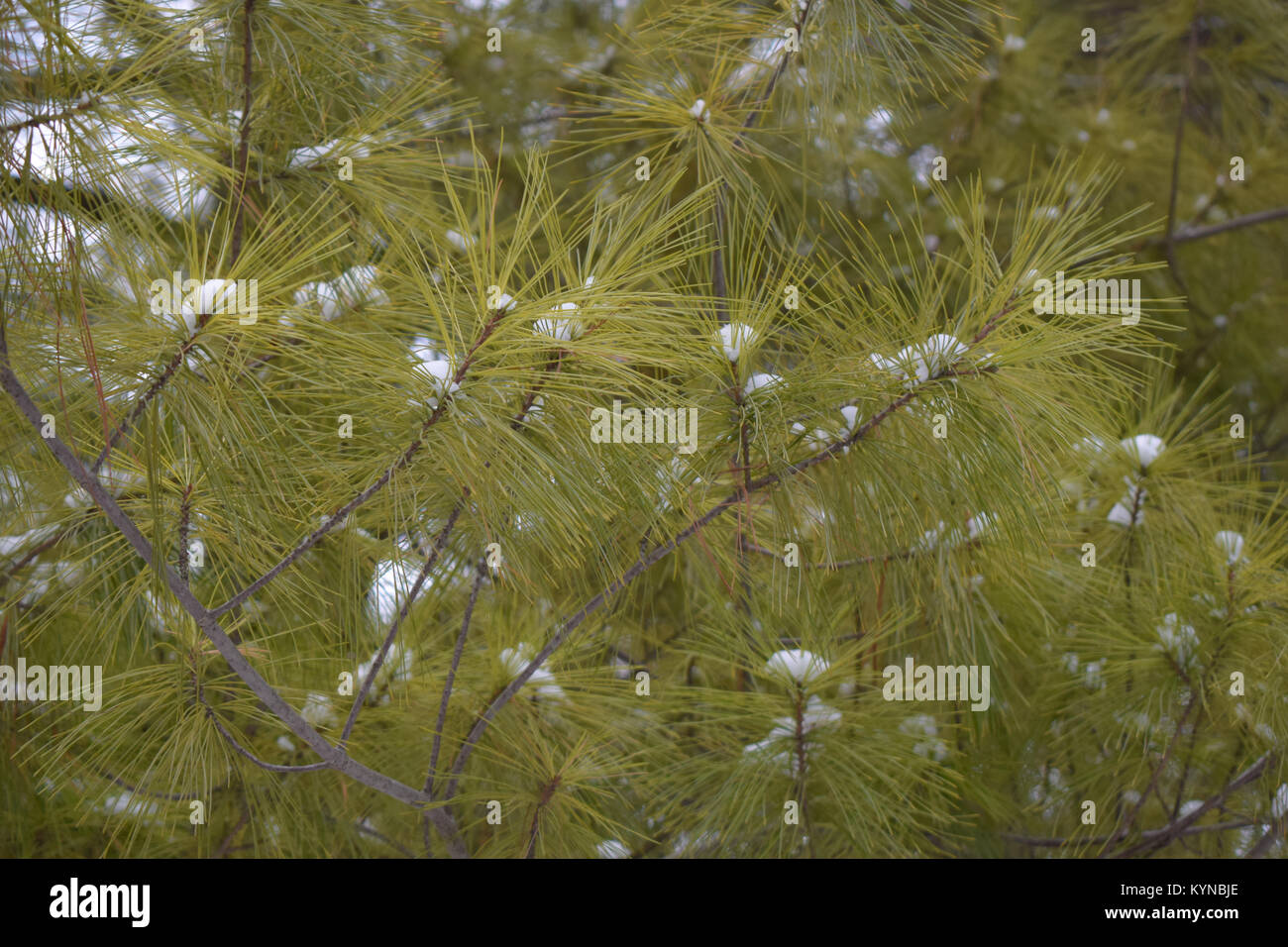 Close up pine tree hi-res stock photography and images - Alamy